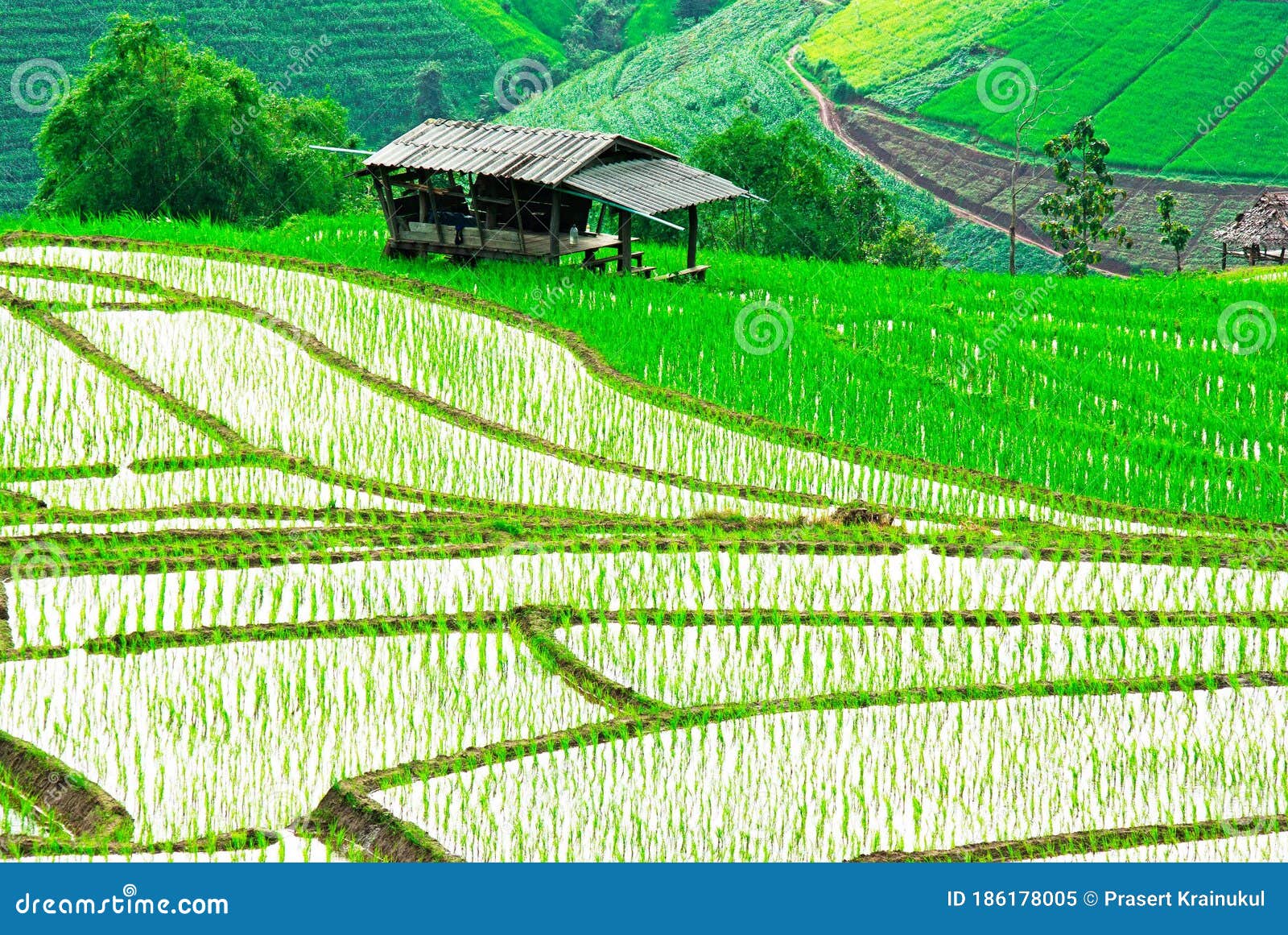 Rice Paddy Terrace