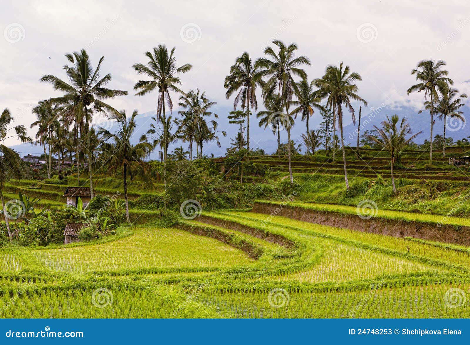 Terrace rice fields stock image. Image of farming, growth - 24748253