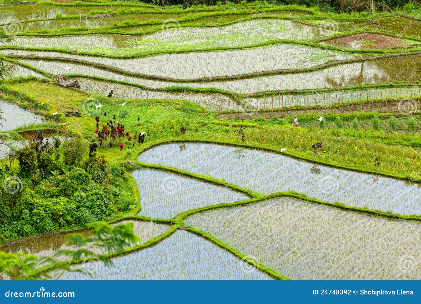 Terrace rice fields stock photo. Image of agriculture - 24748392