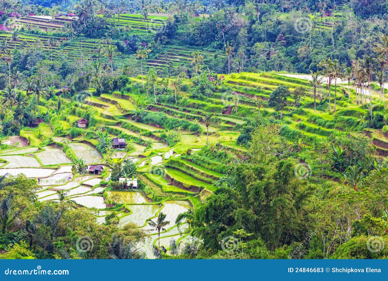 Terrace rice fields stock image. Image of agriculture - 24846683