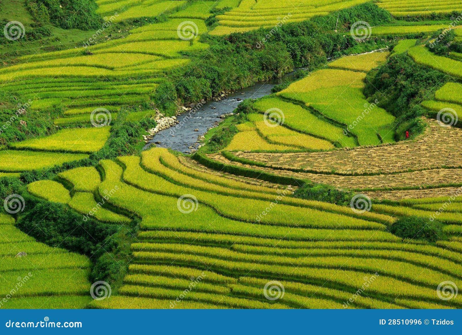 Terrace rice fields stock photo. Image of asia, northern - 28510996