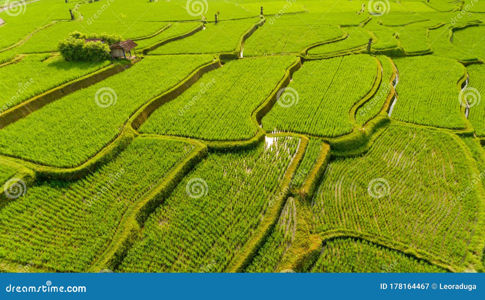 Terrace Rice Fields. Aerial View. Stock Image - Image of paddy ...
