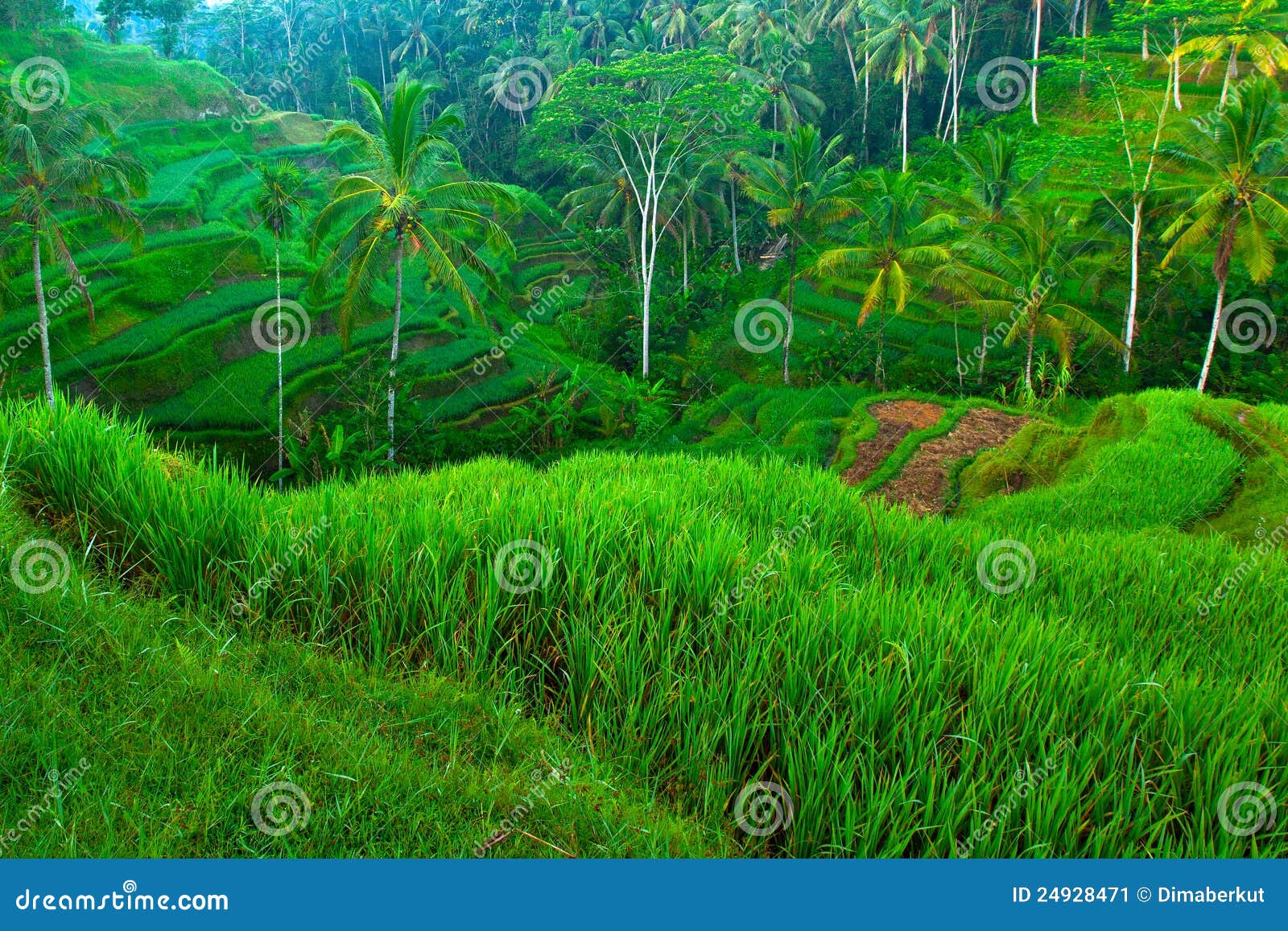 Terrace Rice Fields on Bali Island. Stock Image - Image of asia, farm ...
