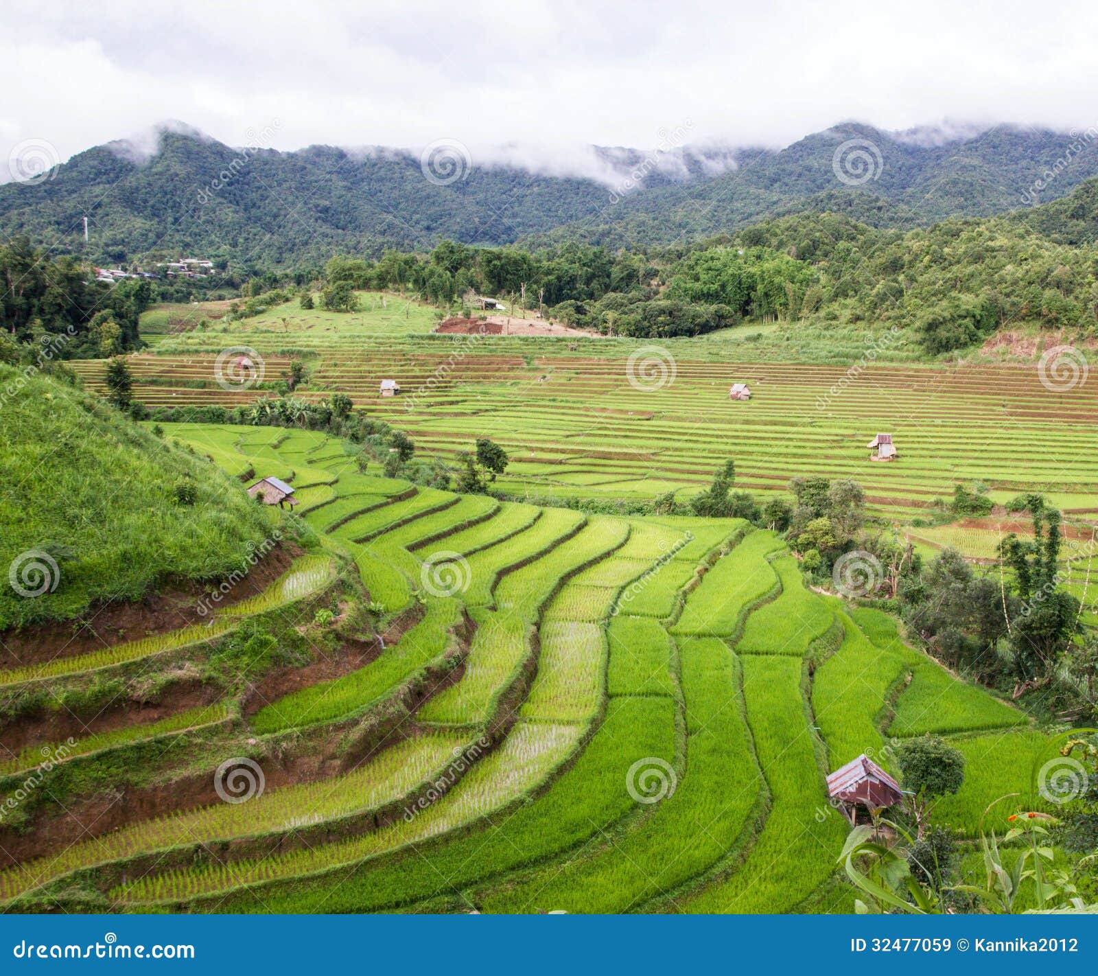 Terrace rice fields stock image. Image of plant, scenic - 32477059