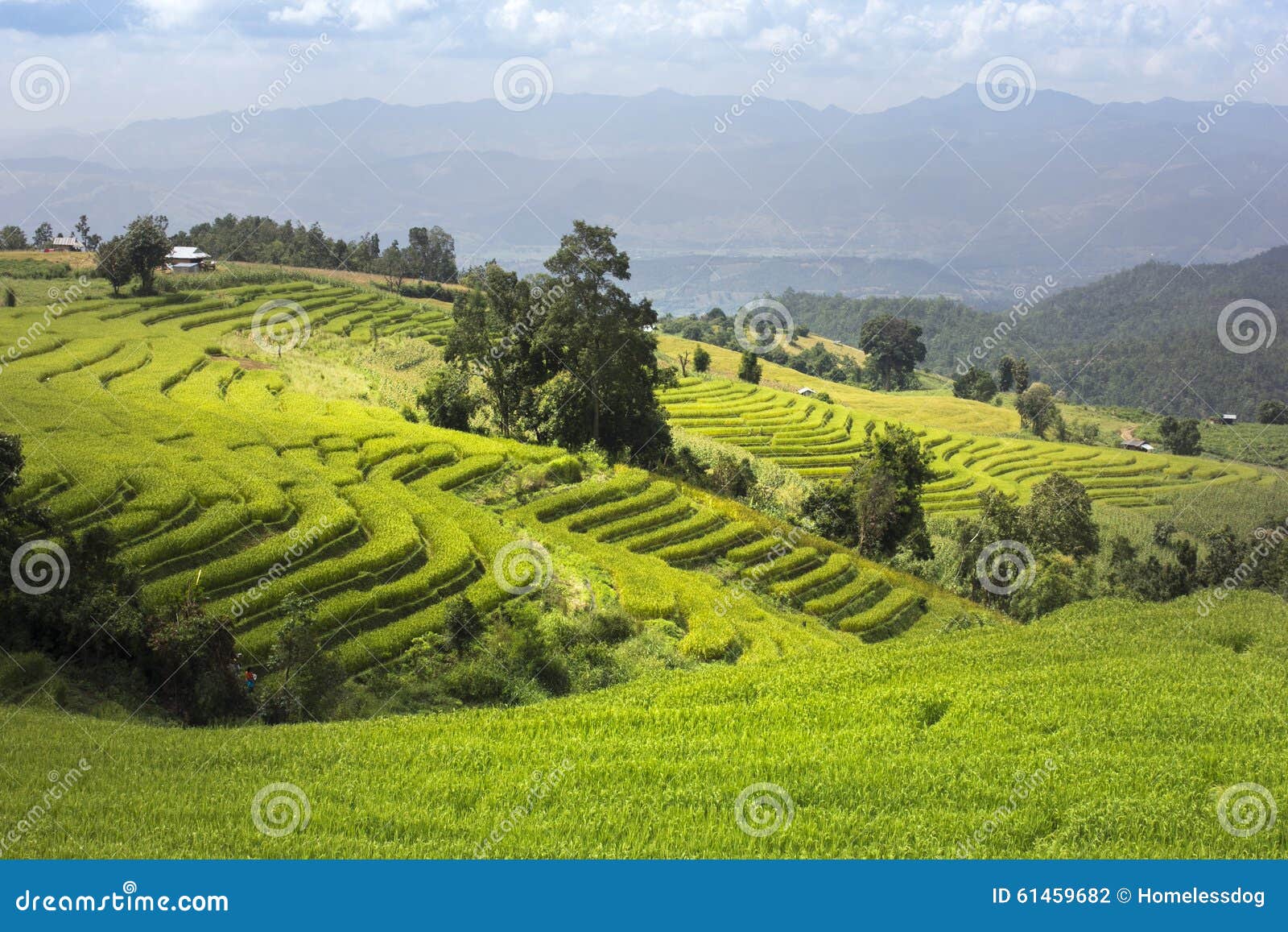 Terrace Rice Fields in Chiangmai Thailand. Stock Photo - Image of ...