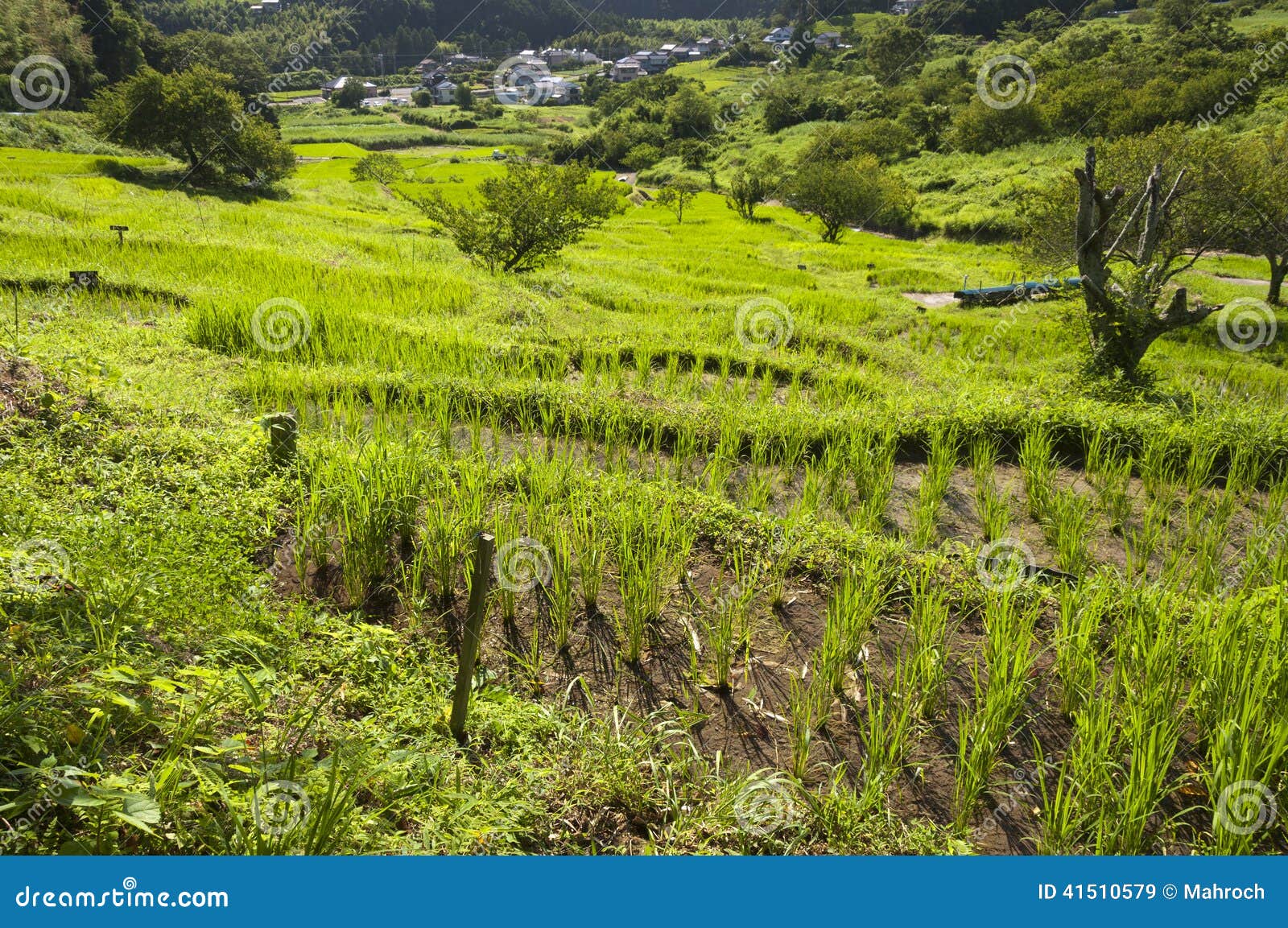 Terrace Rice Fields in Kikugawa, Japan Stock Image - Image of water ...