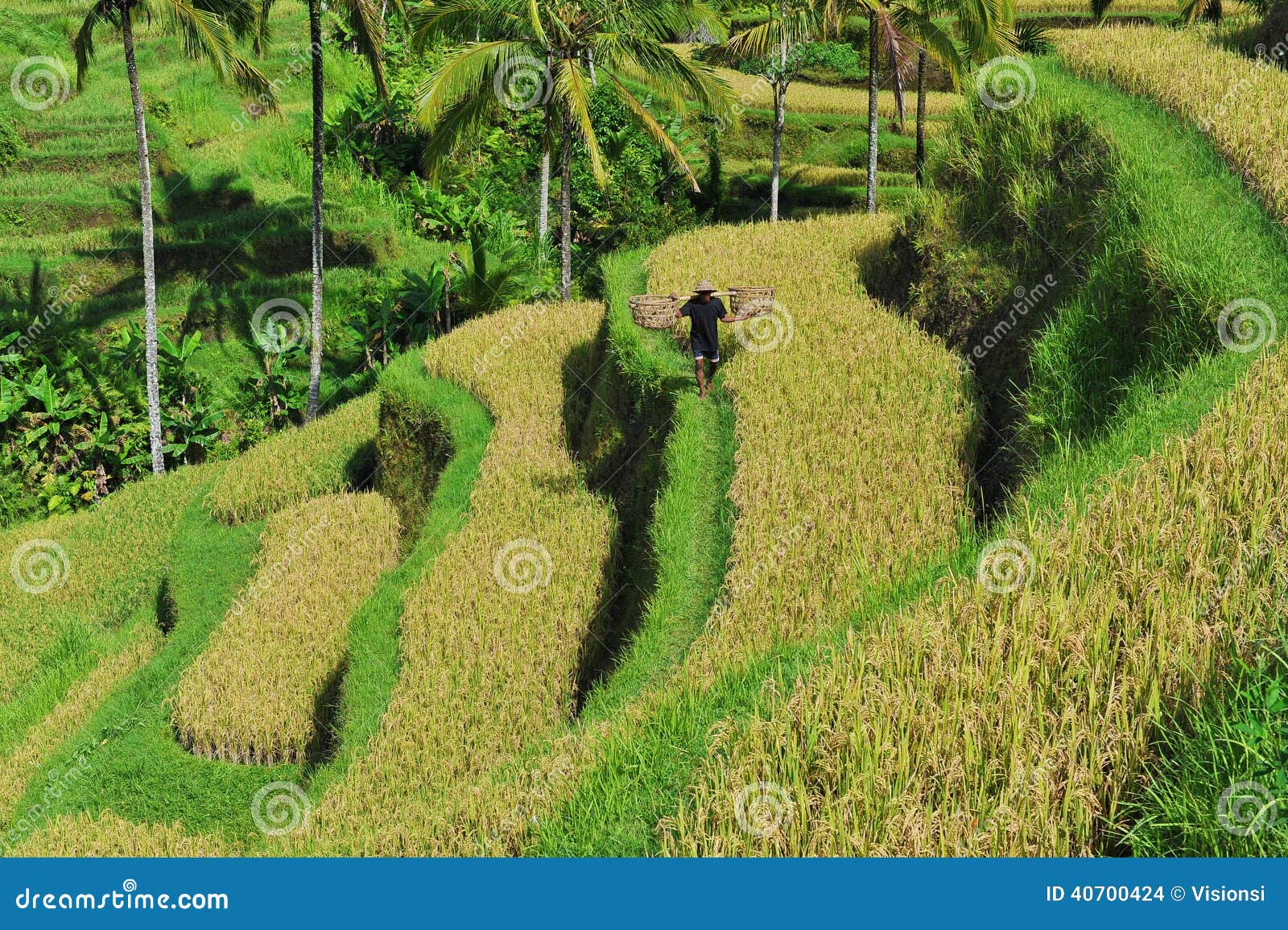 Terrace Rice Fields in the Morning, Ubud, Bali Stock Photo - Image of ...