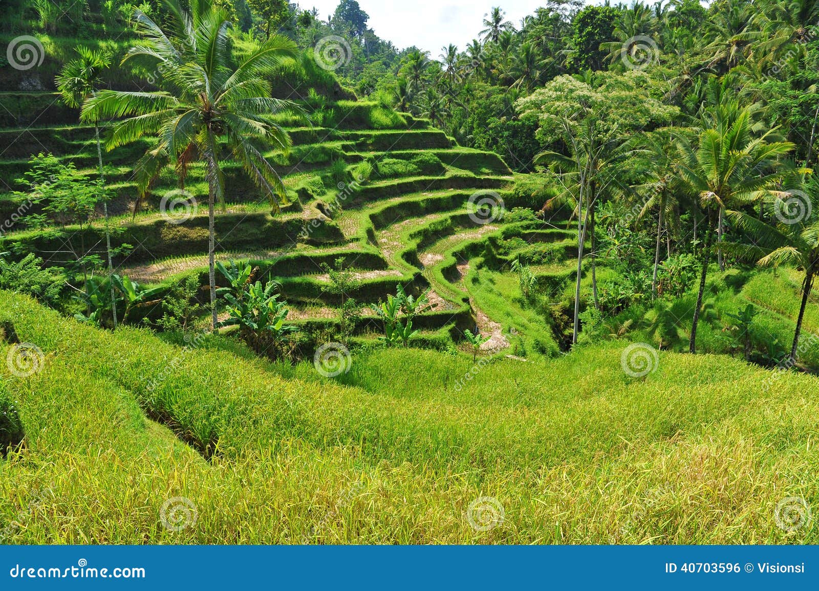 Terrace Rice Fields in the Morning, Ubud, Bali Stock Photo - Image of ...