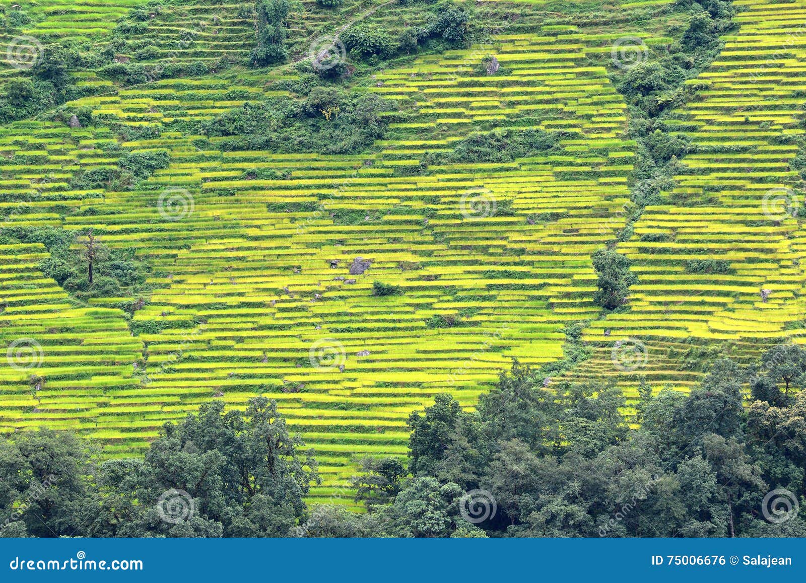 Terrace Rice Fields in Nepal Stock Photo - Image of mountain, grow ...