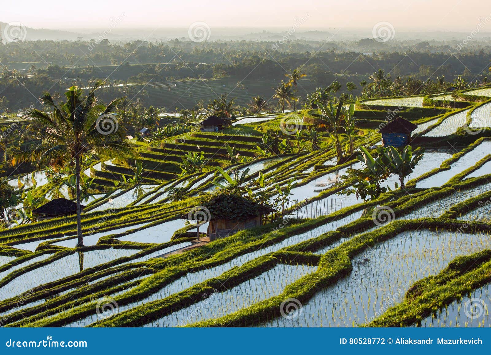 Terrace Rice Fields on a Sunny Day, Bali Stock Photo - Image of growth ...