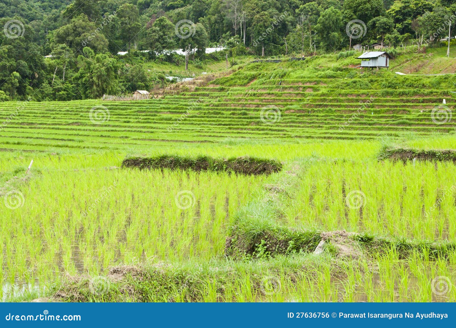 Terrace Rice Fields in Thailand. Stock Photo - Image of cultivate ...