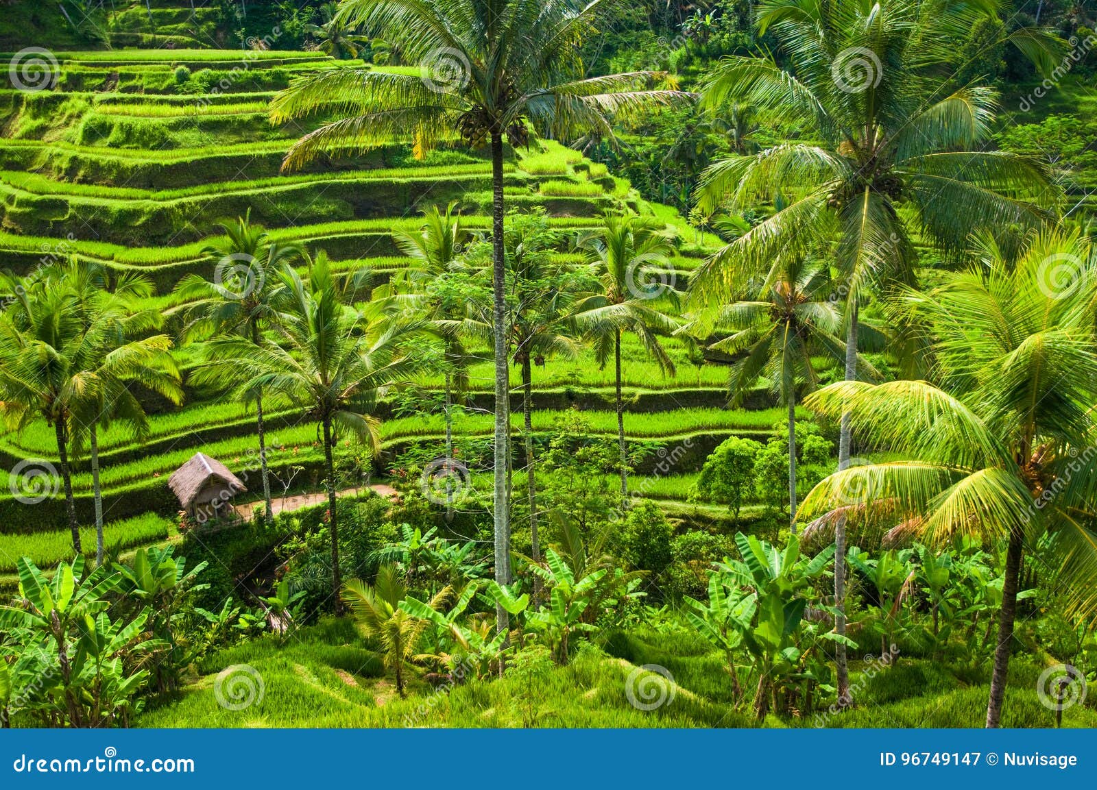 Terrace Rice Fields in Ubud, Bali, Indonesia. Stock Image - Image of ...