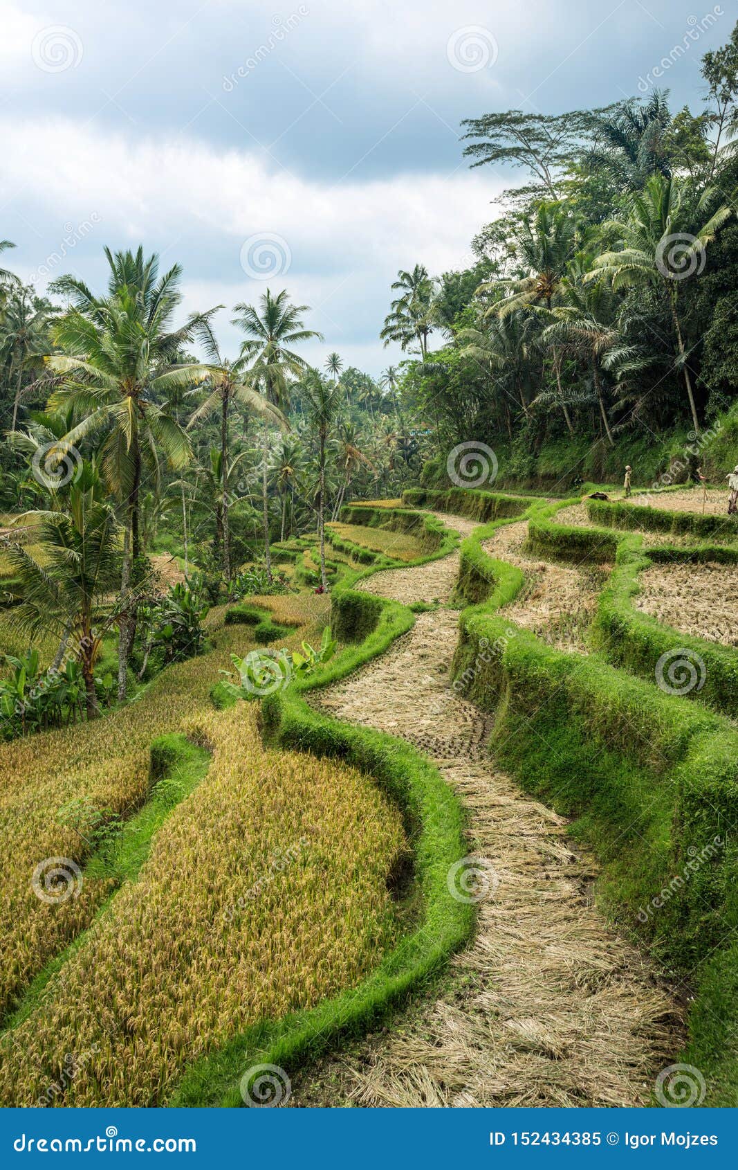 Terrace Rice Fields in Ubud Stock Image - Image of planting, lines ...