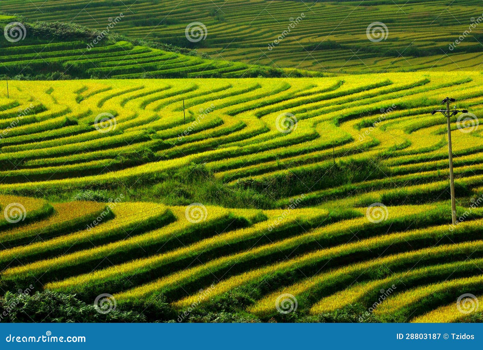 Terrace Rice Fields Vietnam Stock Image - Image of food, northern: 28803187