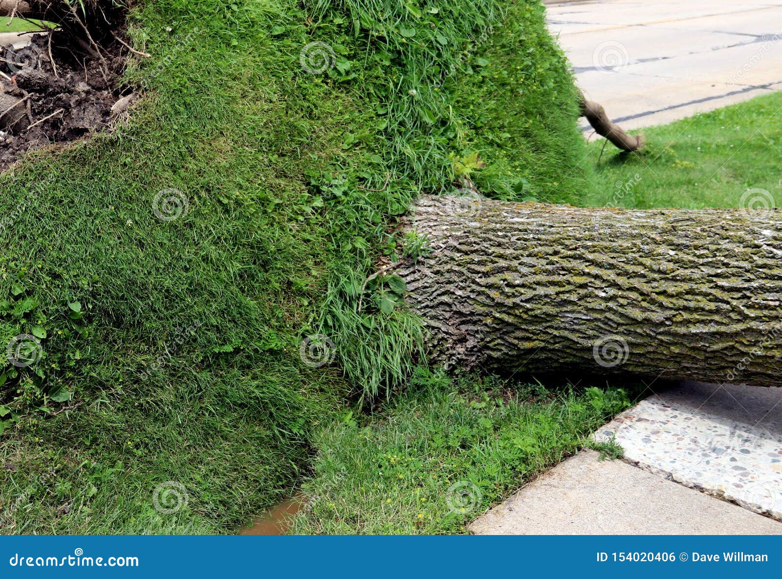 Terrace Tree Downed by Severe Storm Stock Photo - Image of branches ...