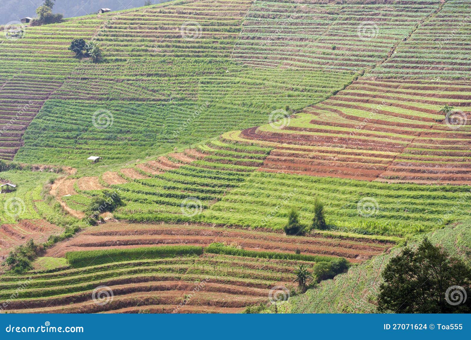 Terrace Vegetable Field stock photo. Image of farm, crop - 27071624