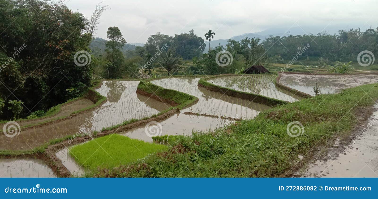 Terraced Farming Systems in Mountainous Areas Stock Photo - Image of ...