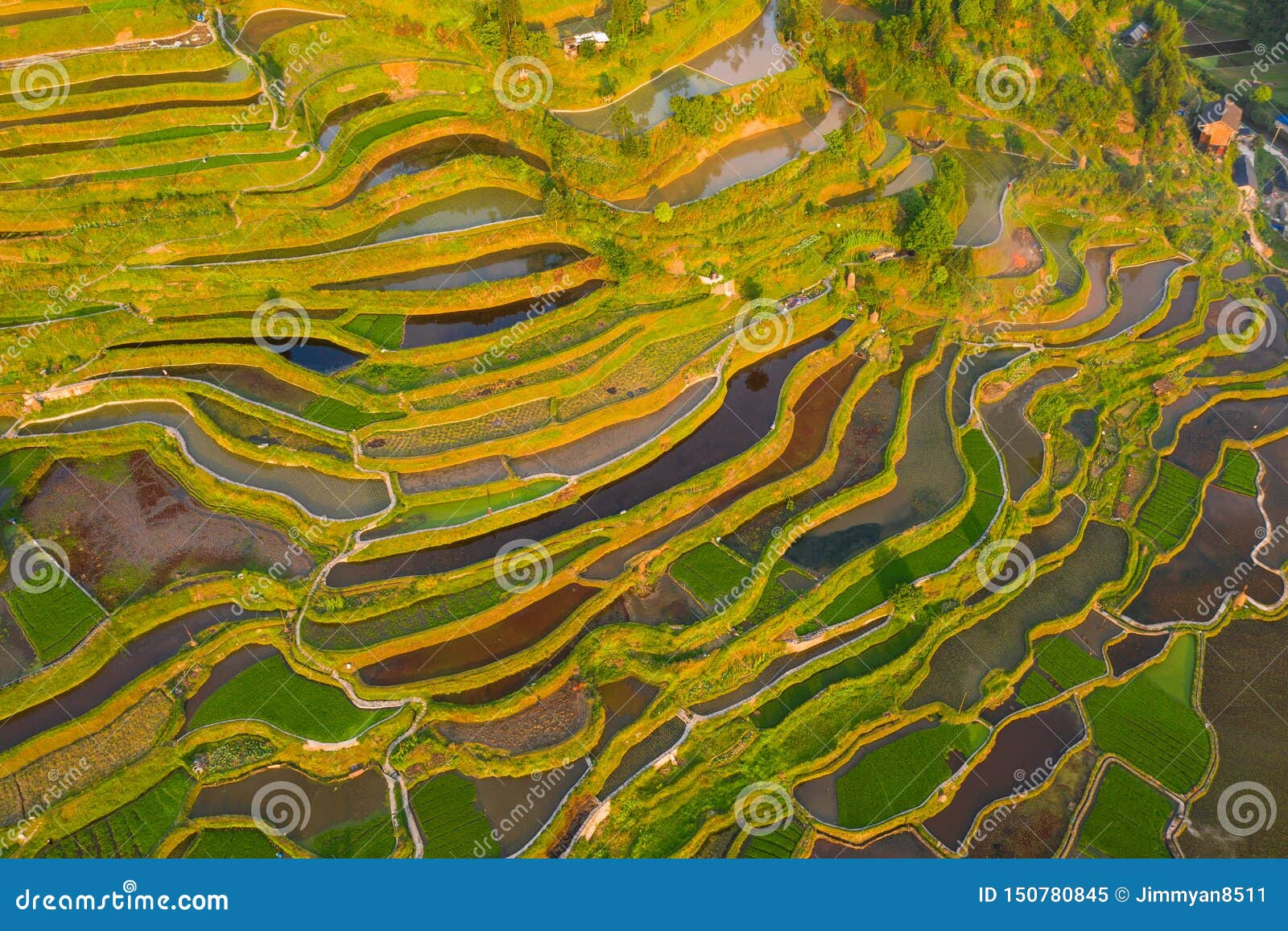 Terraced field stock image. Image of asia, landscape - 150780845