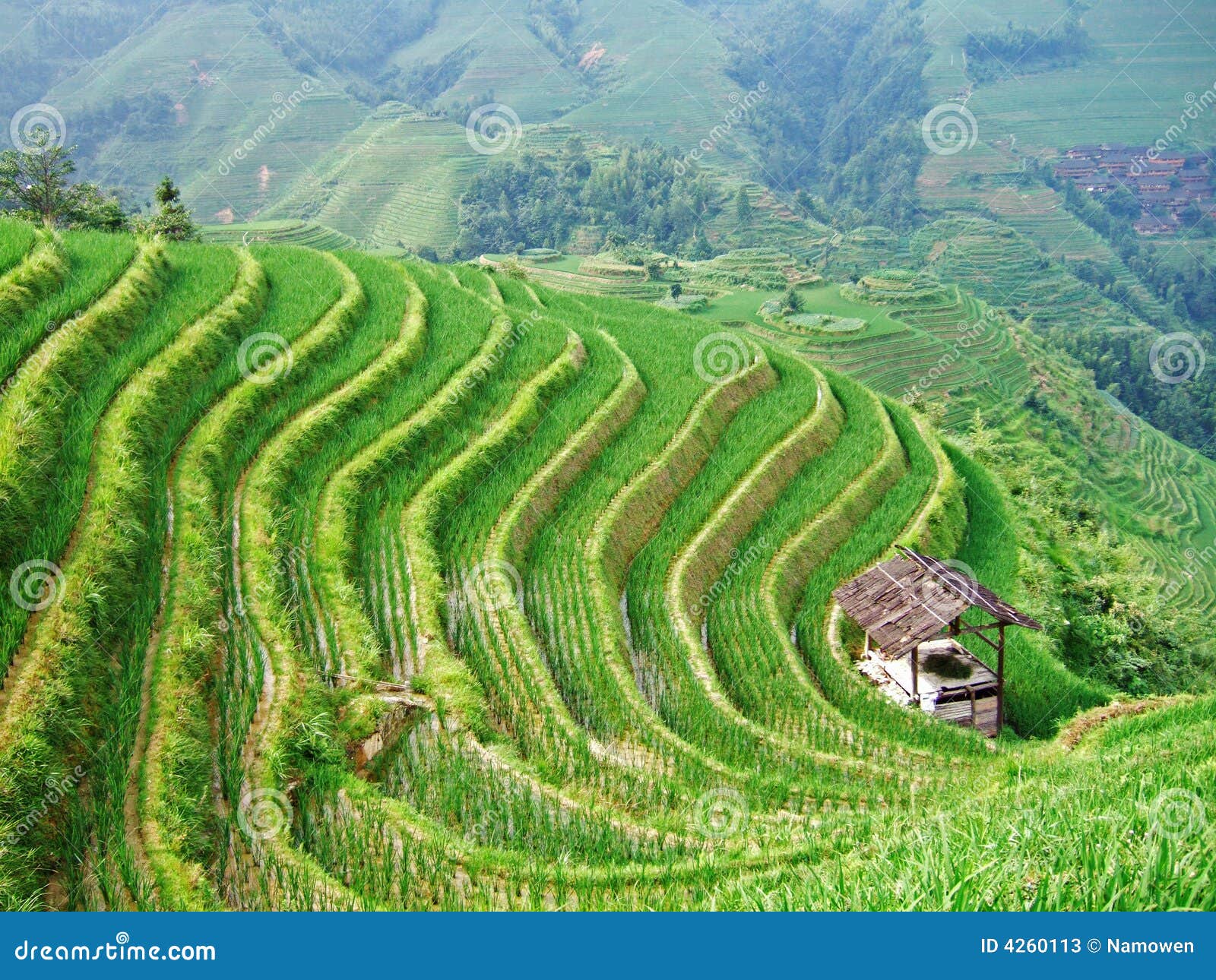 Terraced field and village stock image. Image of trees - 4260113