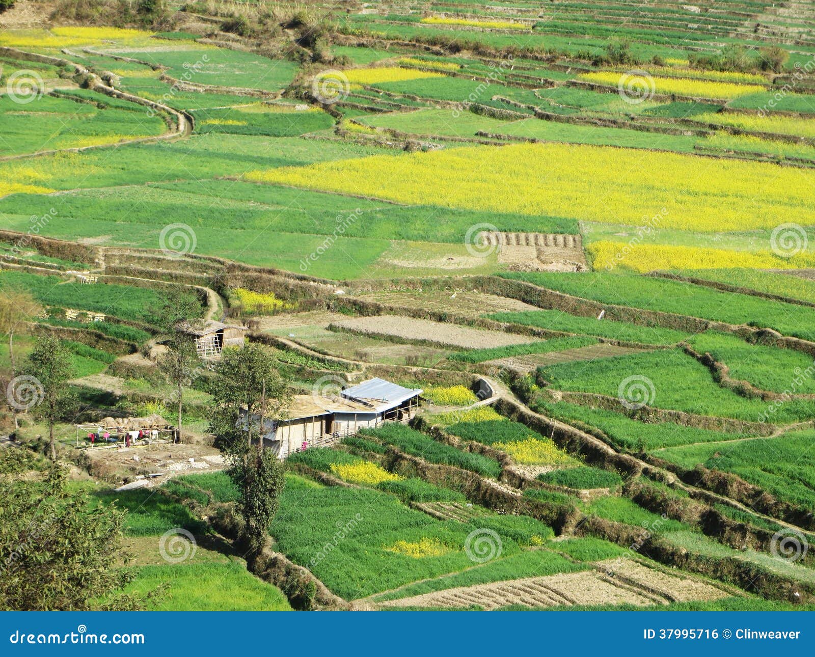 Terraced Fields stock photo. Image of wheat, plants, grain - 37995716