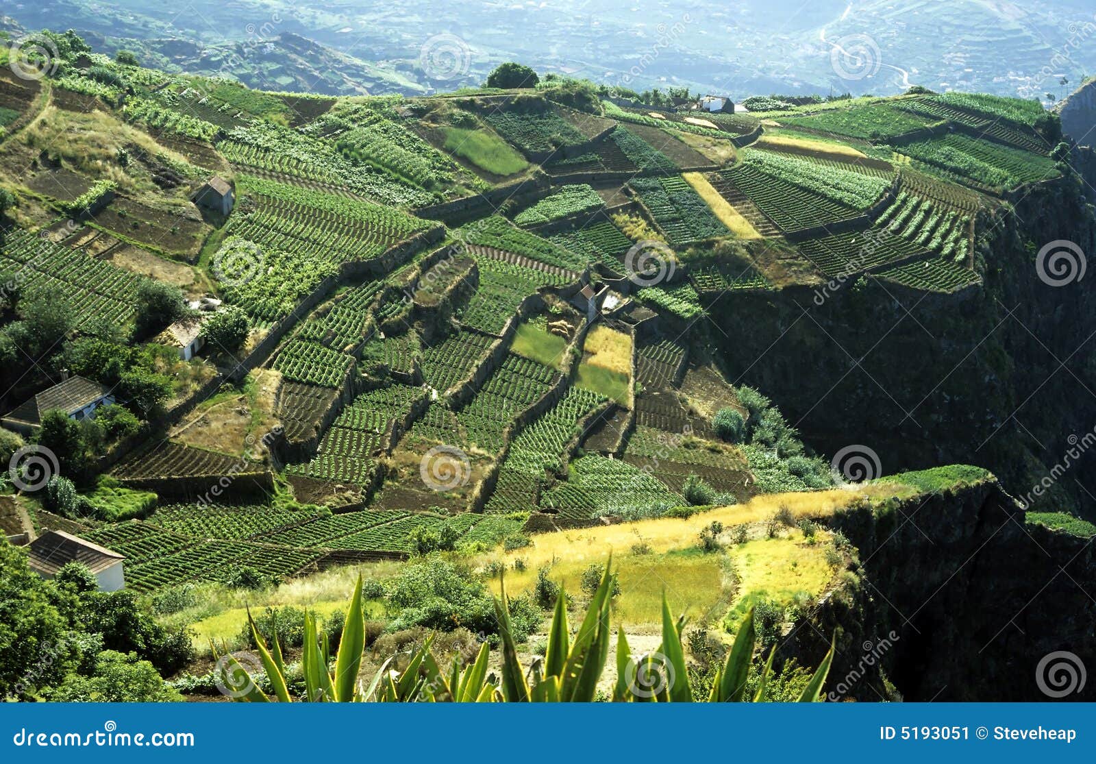 Terraced Fields stock image. Image of agriculture, coast - 5193051