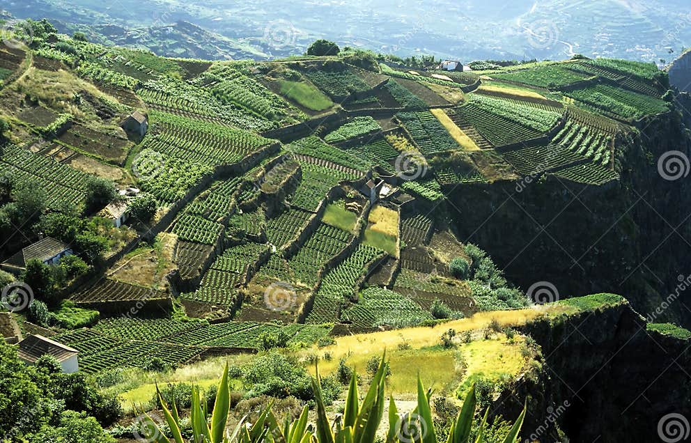Terraced Fields stock image. Image of agriculture, coast - 5193051