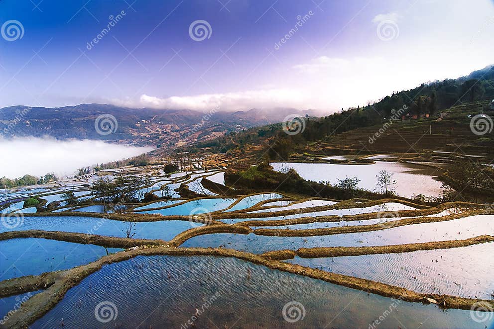 Terraced fields stock image. Image of landmark, bali, ladder - 8138537