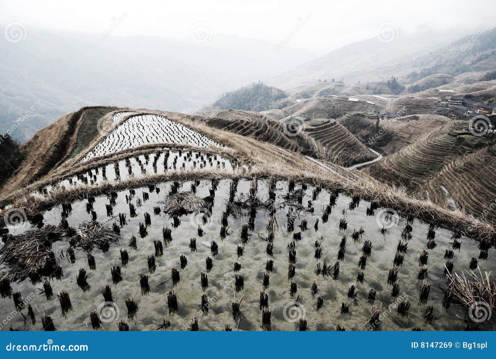 Terraced fields stock image. Image of crops, china, yunnan - 8147269