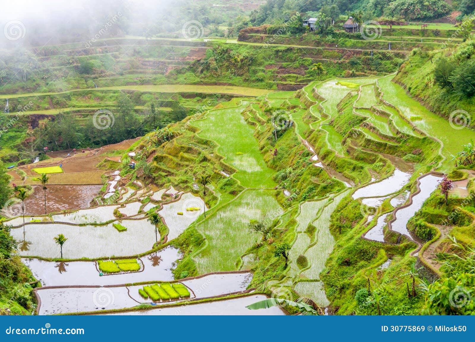 Terraced Fields stock image. Image of asia, hiking, fields - 30775869