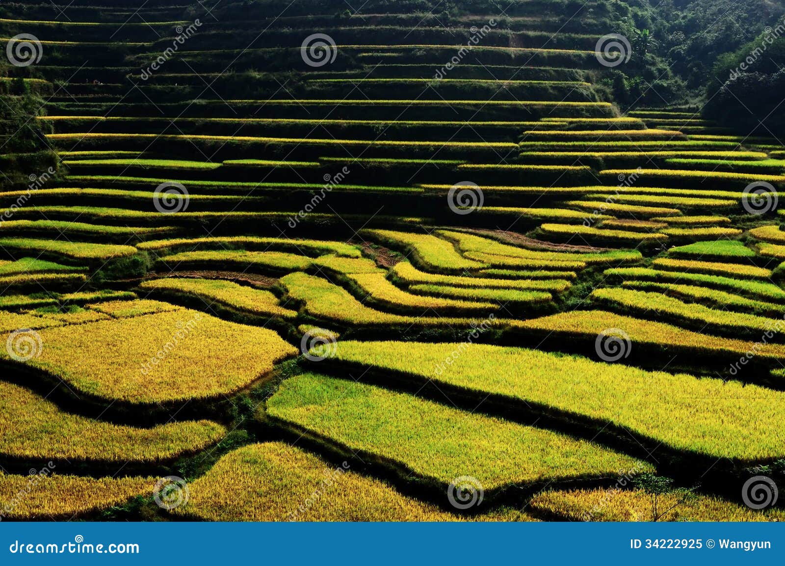 Terraced fields stock image. Image of province, life - 34222925