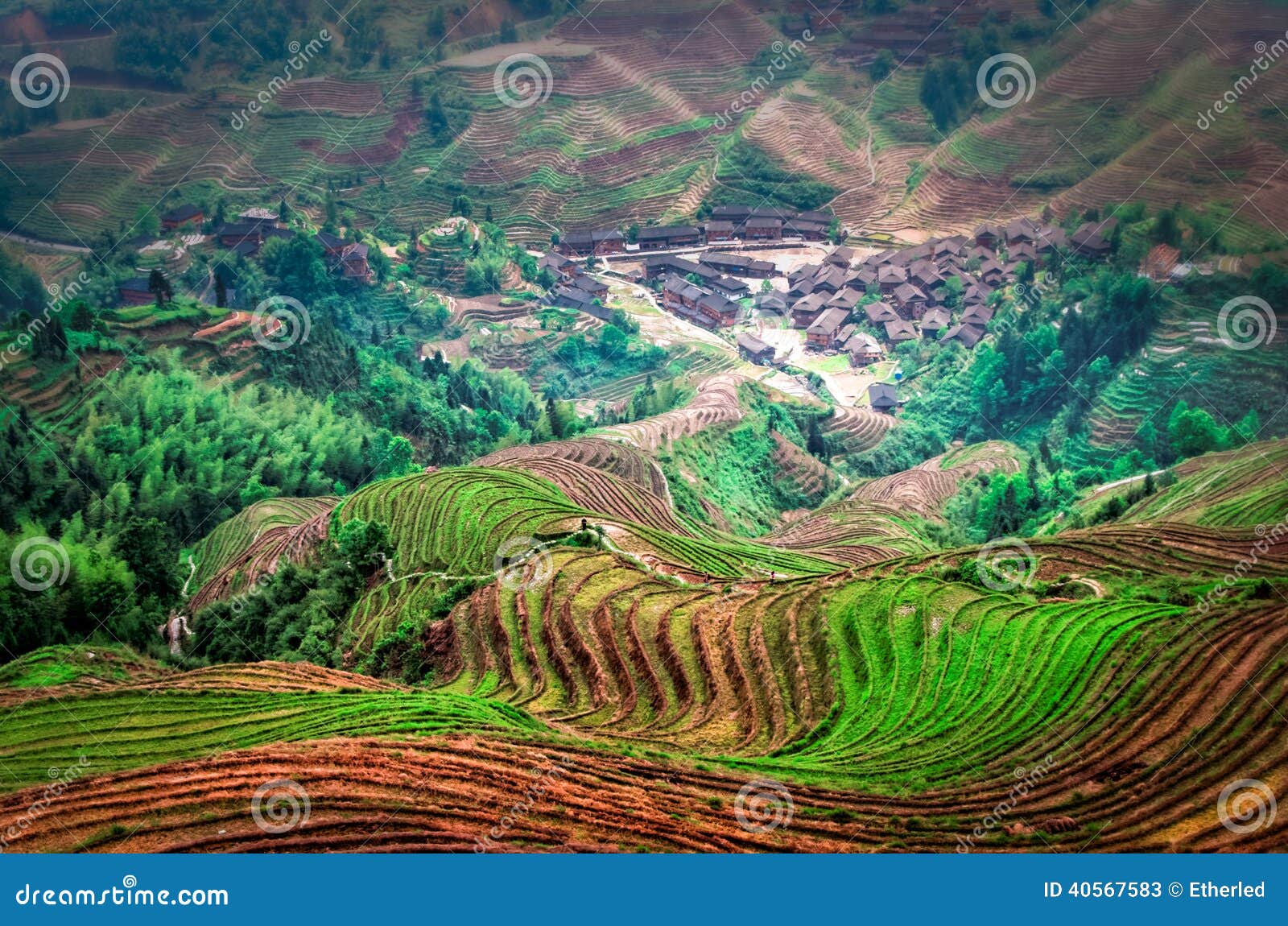 Terraced fields stock image. Image of agriculture, view - 40567583