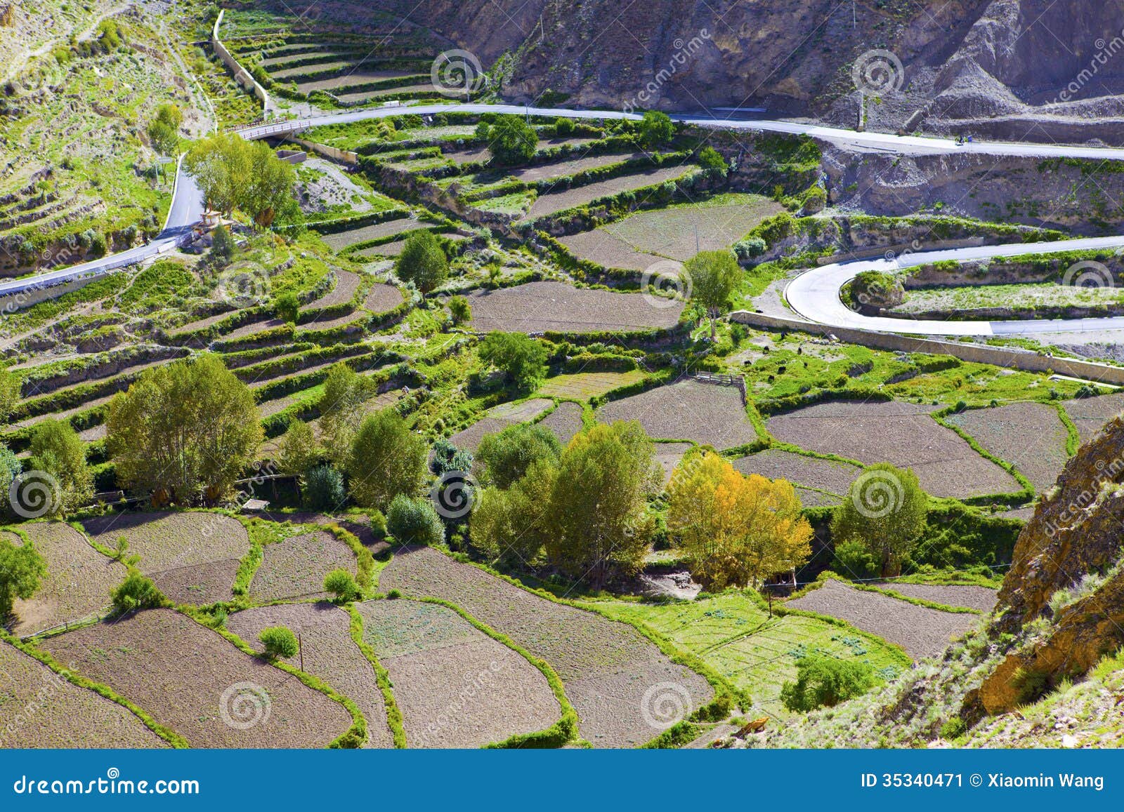 Terraced fields stock image. Image of paddy, grains, grow - 35340471