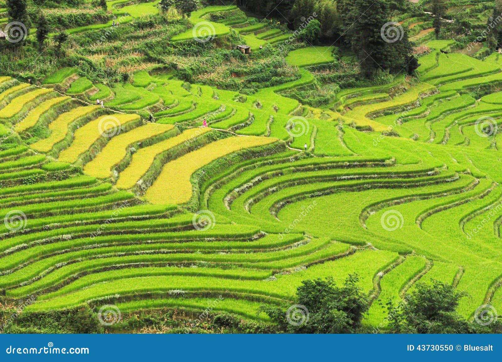Terraced fields stock photo. Image of town, green, terrace - 43730550