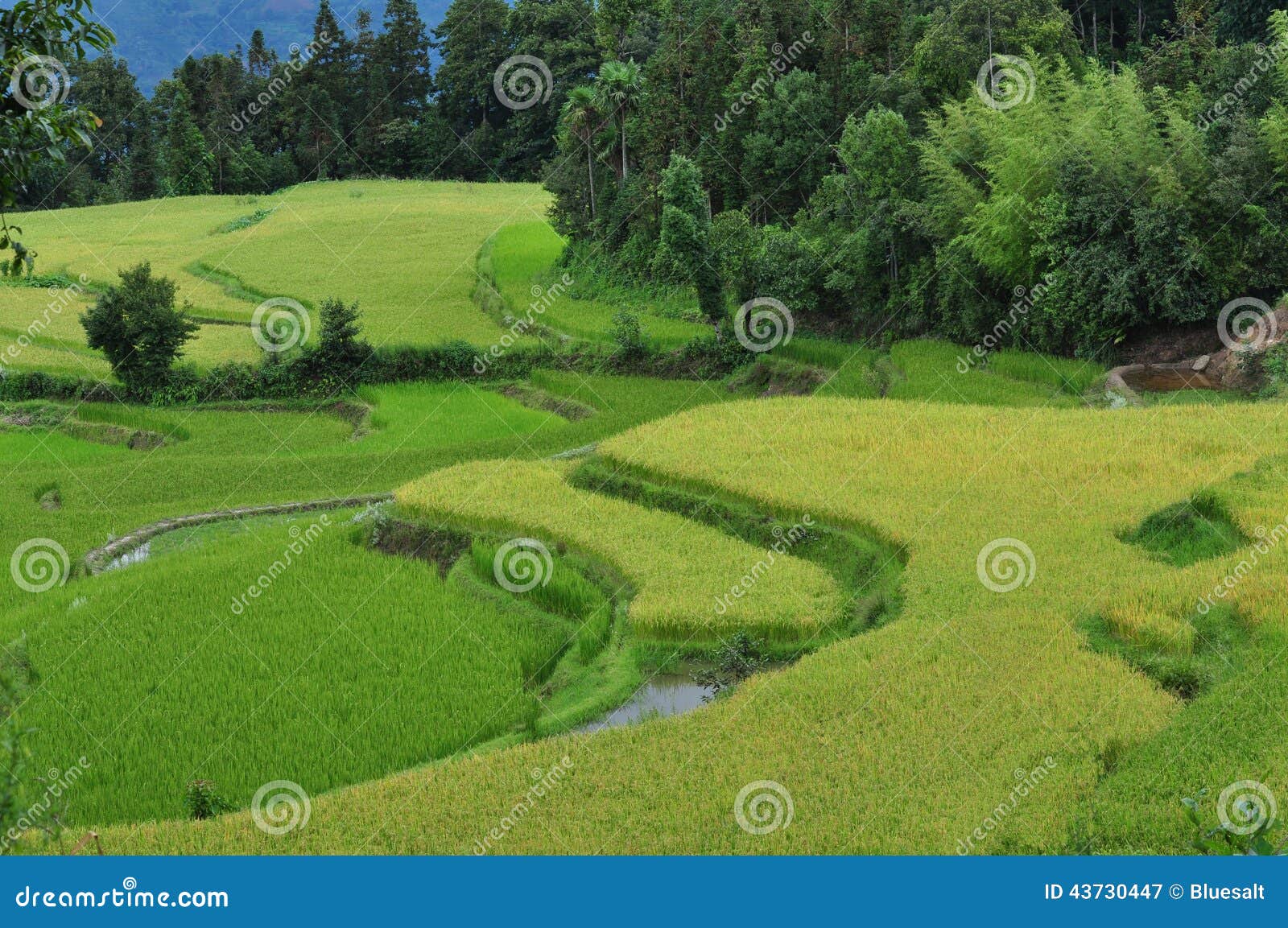 Terraced fields of paddy stock image. Image of green - 43730447