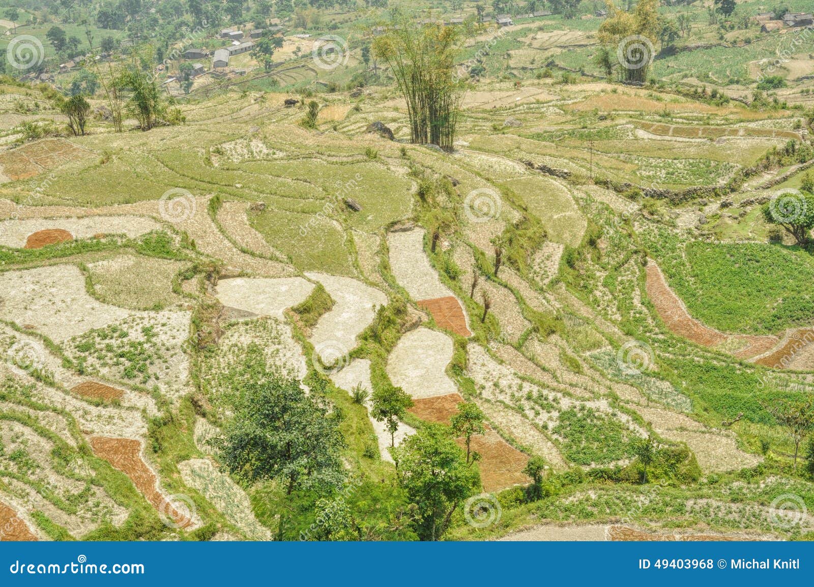Terraced fields stock photo. Image of panoramic, green - 49403968
