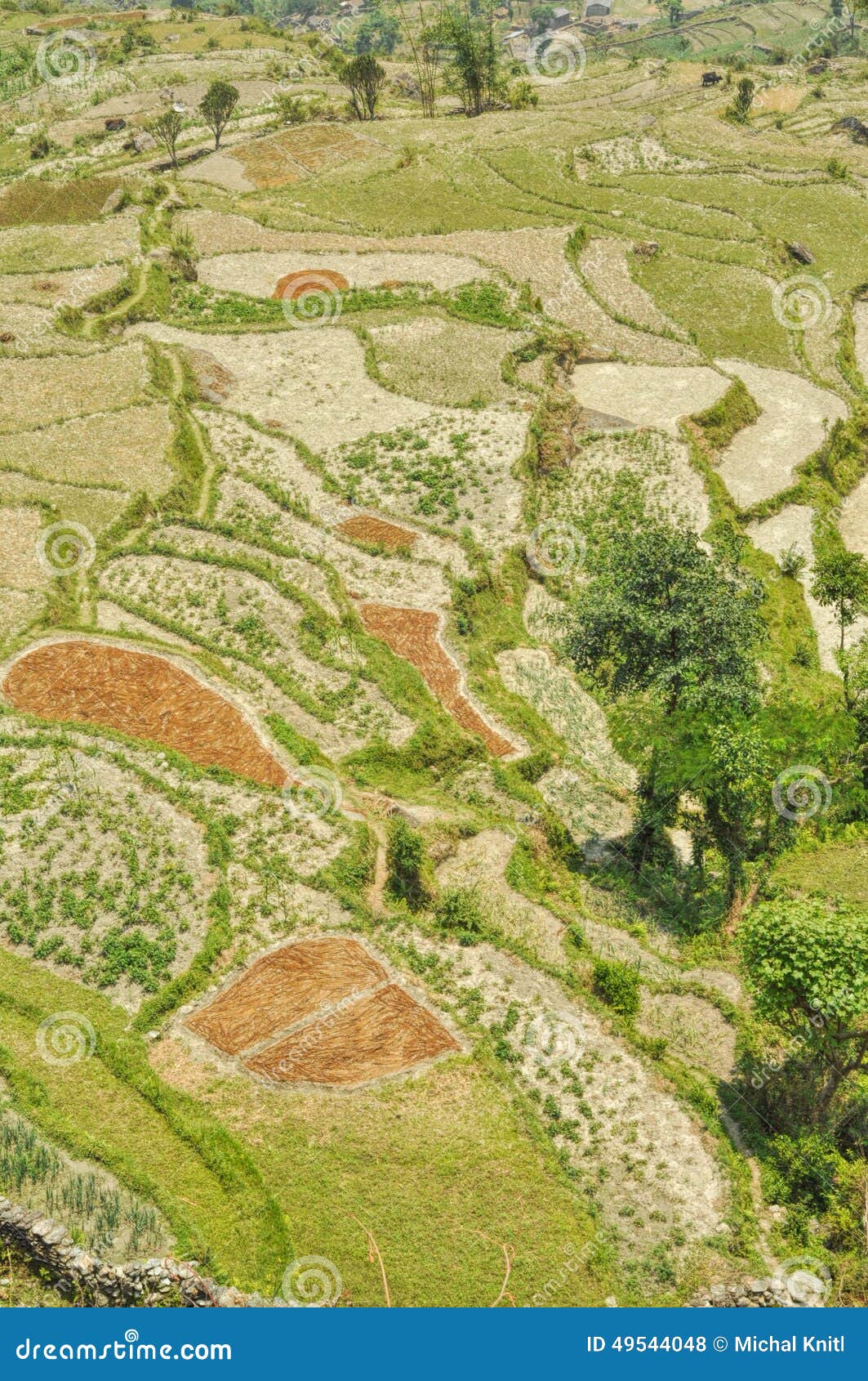 Terraced fields stock photo. Image of outdoor, landscape - 49544048