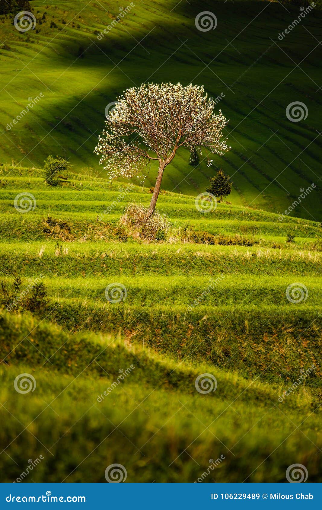 Terraced fields with tree stock image. Image of fresh - 106229489