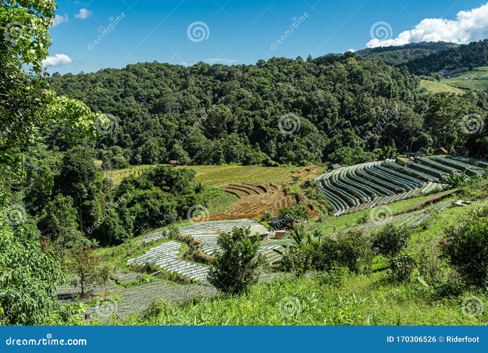 Terraced Fields in a Valley in the Middle of the Jungle Stock Photo ...