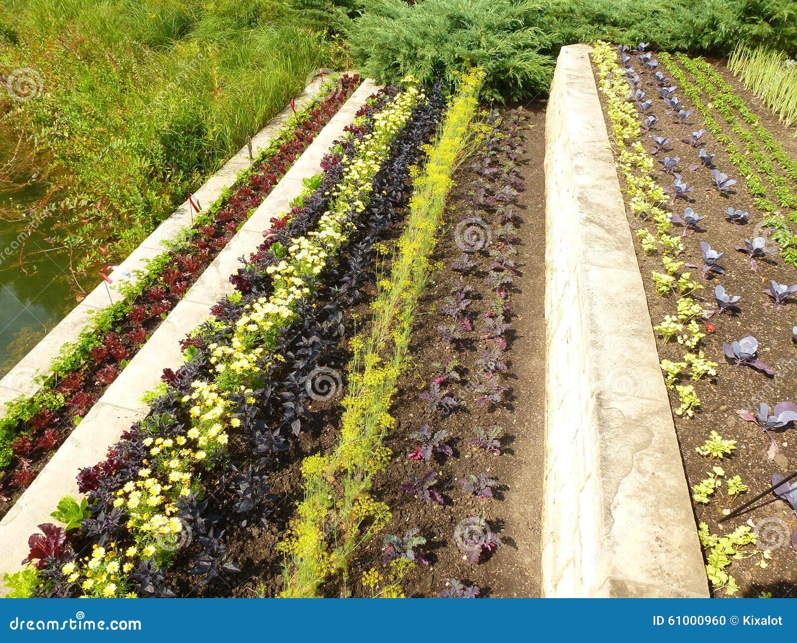 Terraced Gardens stock photo. Image of flora, growth - 61000960