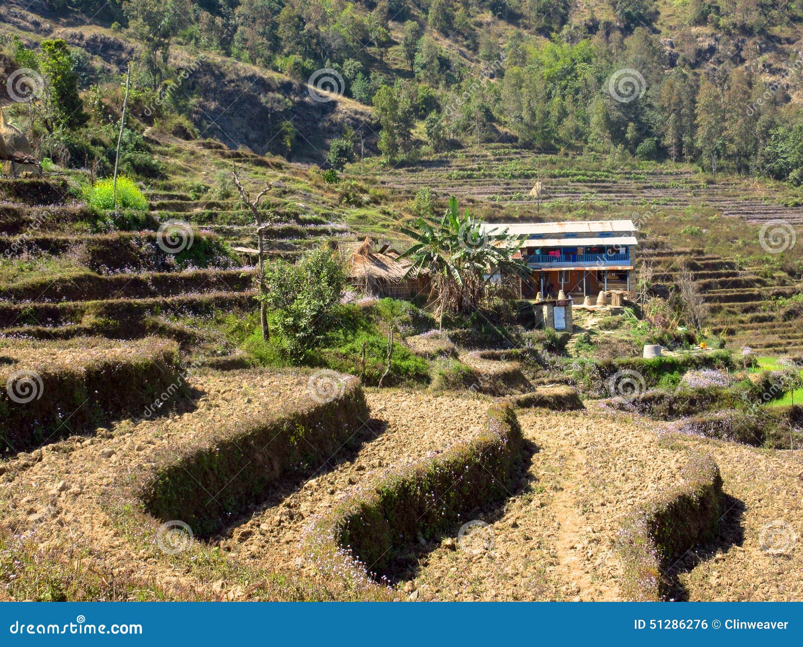 Terraced Hillside stock photo. Image of asia, hillside - 51286276