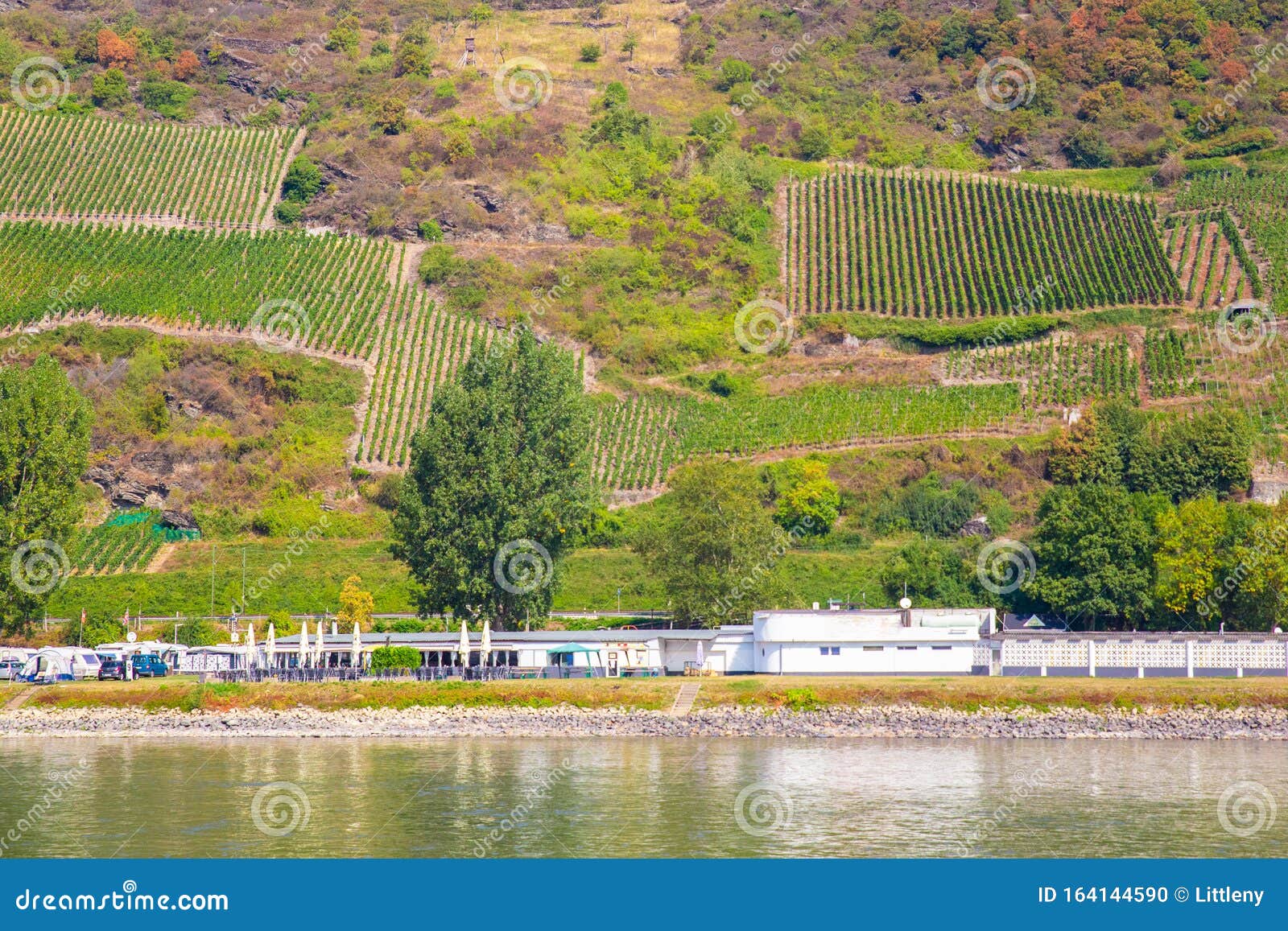 Terraced Hillside Vineyard Rhine Valley Germany Stock Photo - Image of ...