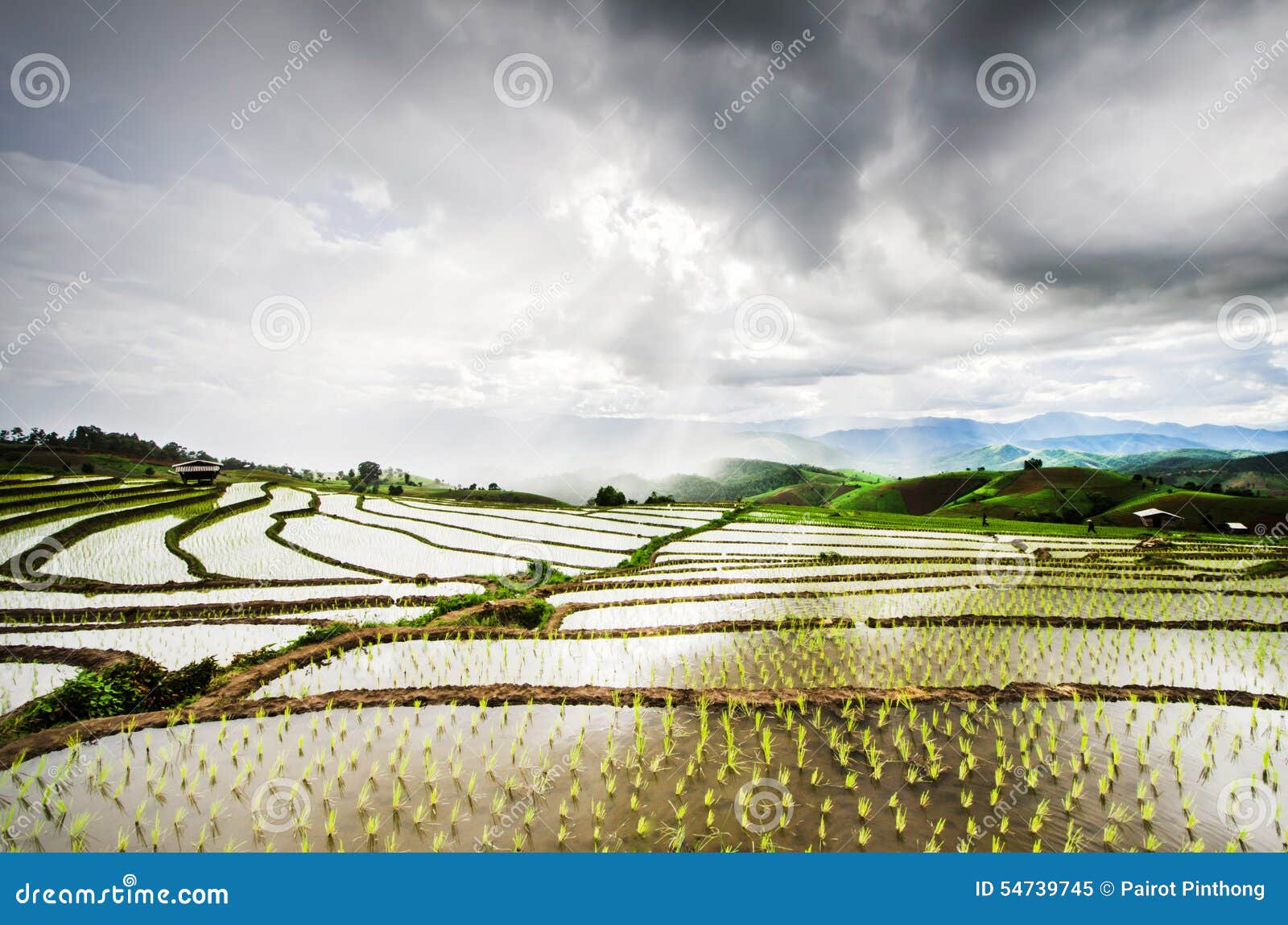 Terraced paddy field stock image. Image of asia, culture - 54739745