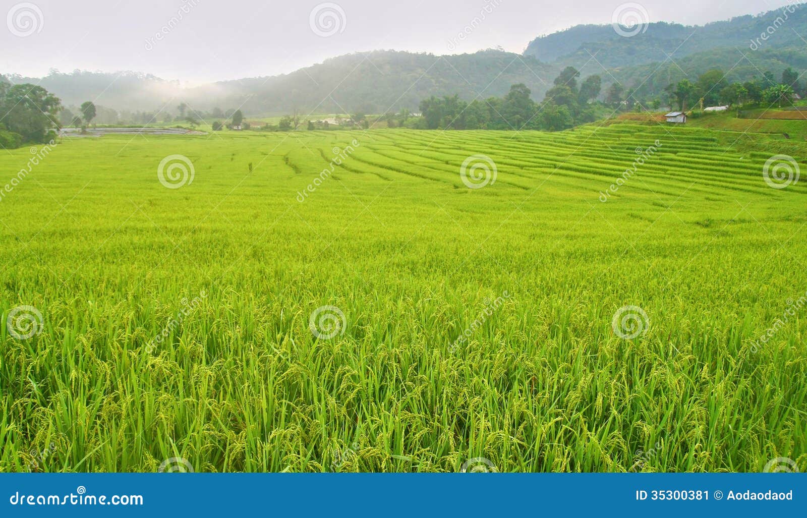 Terraced Paddy Field in Thailand Stock Image - Image of grass, morning ...