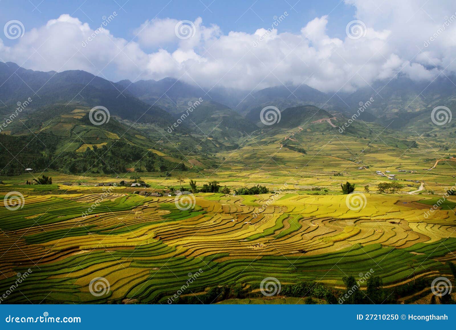 Terraced Paddy Fields stock photo. Image of paddy, crop - 27210250
