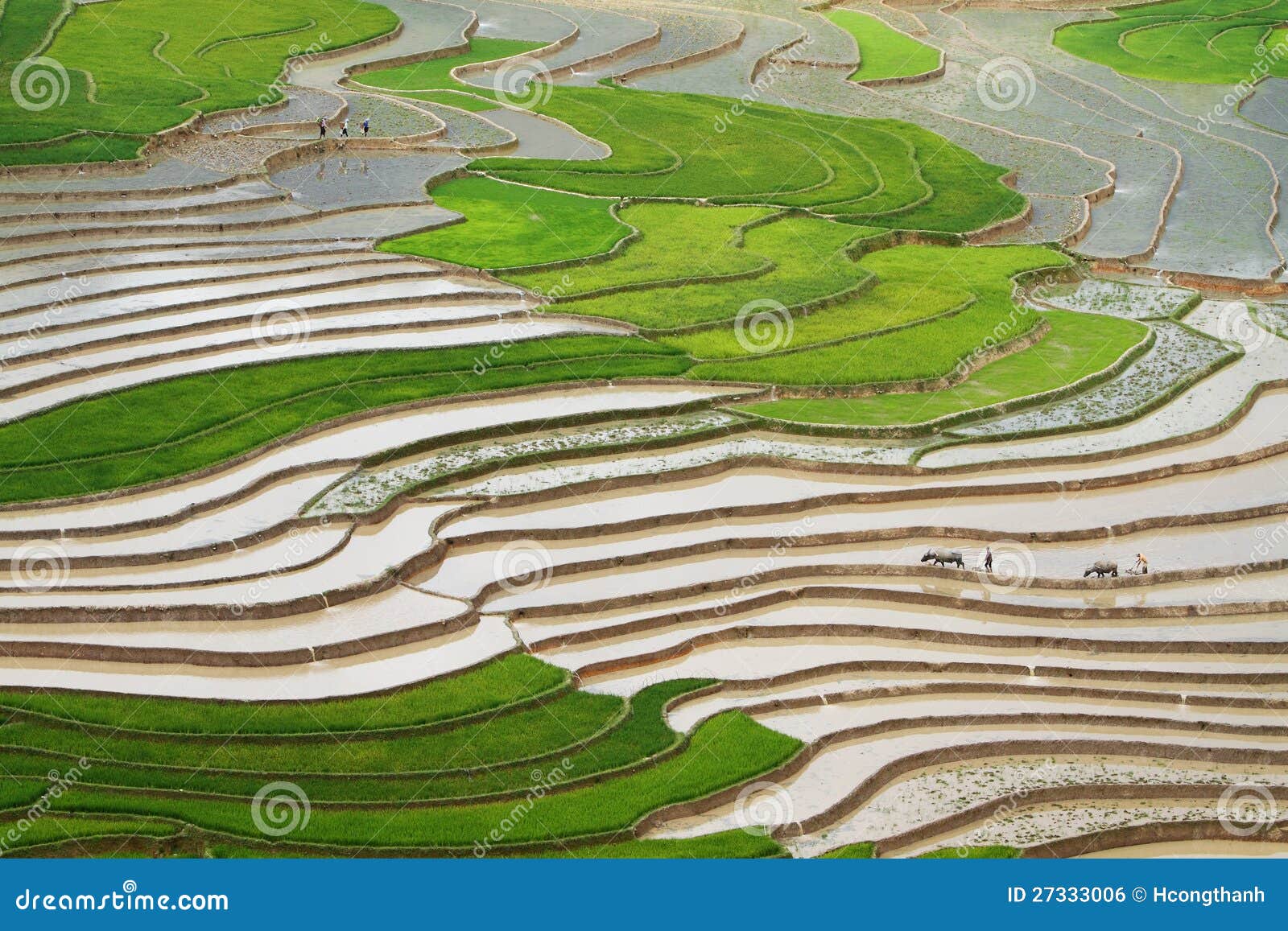 Terraced Paddy Fields stock photo. Image of paddy, water - 27333006