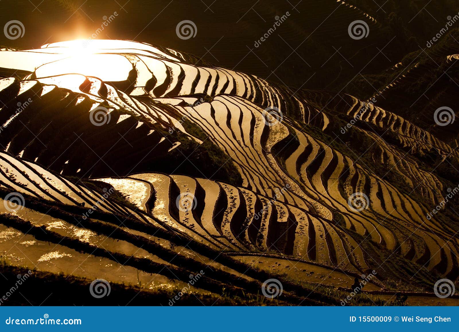 Terraced rice field stock image. Image of farmer, people - 15500009