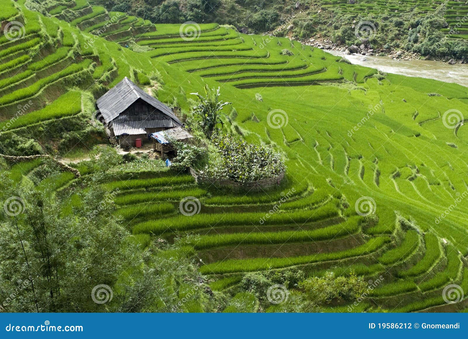 Terraced Rice Field stock photo. Image of grow, lush - 19586212