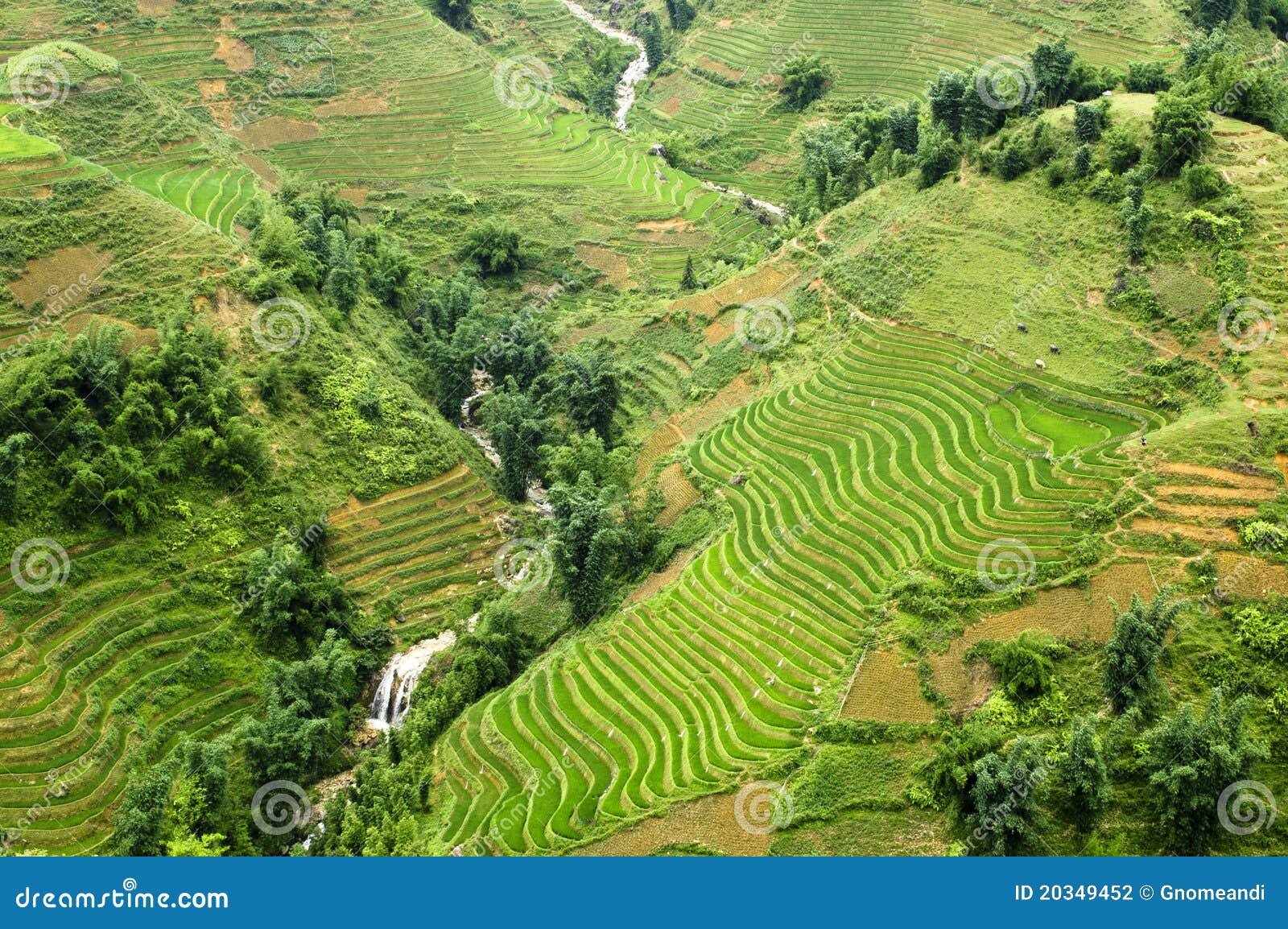 Terraced Rice Field stock photo. Image of outdoor, plant - 20349452