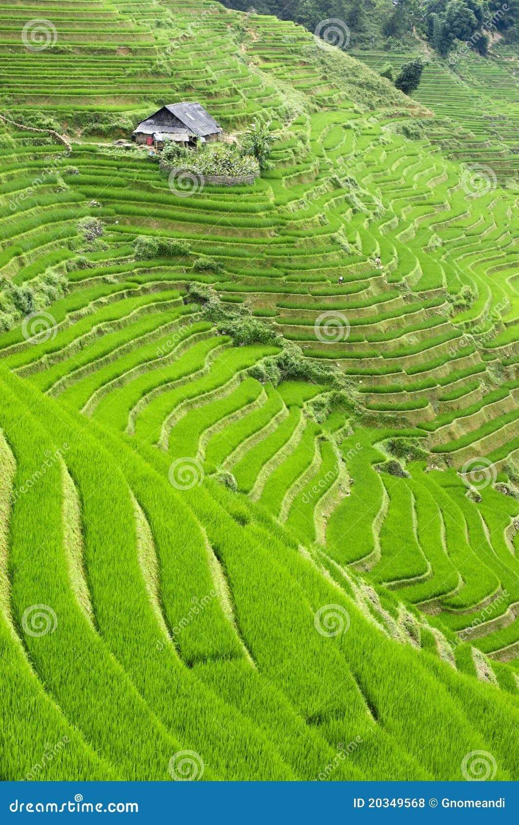 Terraced Rice Field stock photo. Image of field, mountain - 20349568
