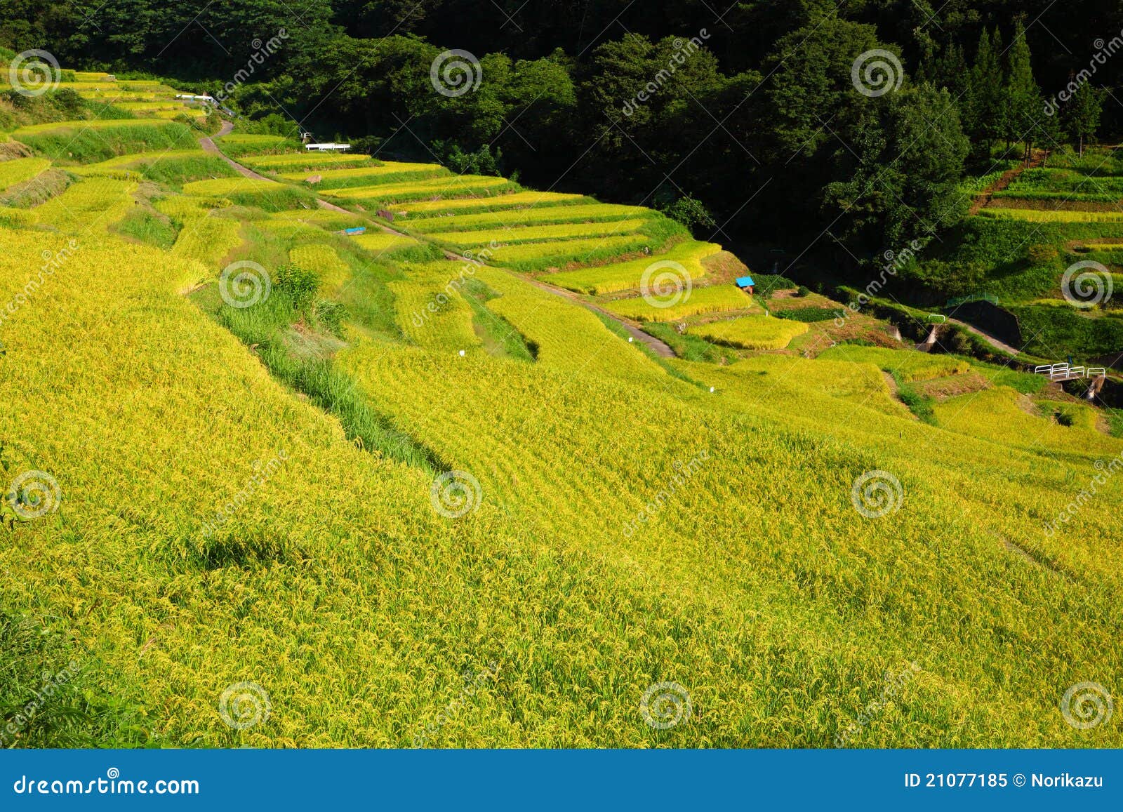 Terraced rice field stock image. Image of agriculture - 21077185